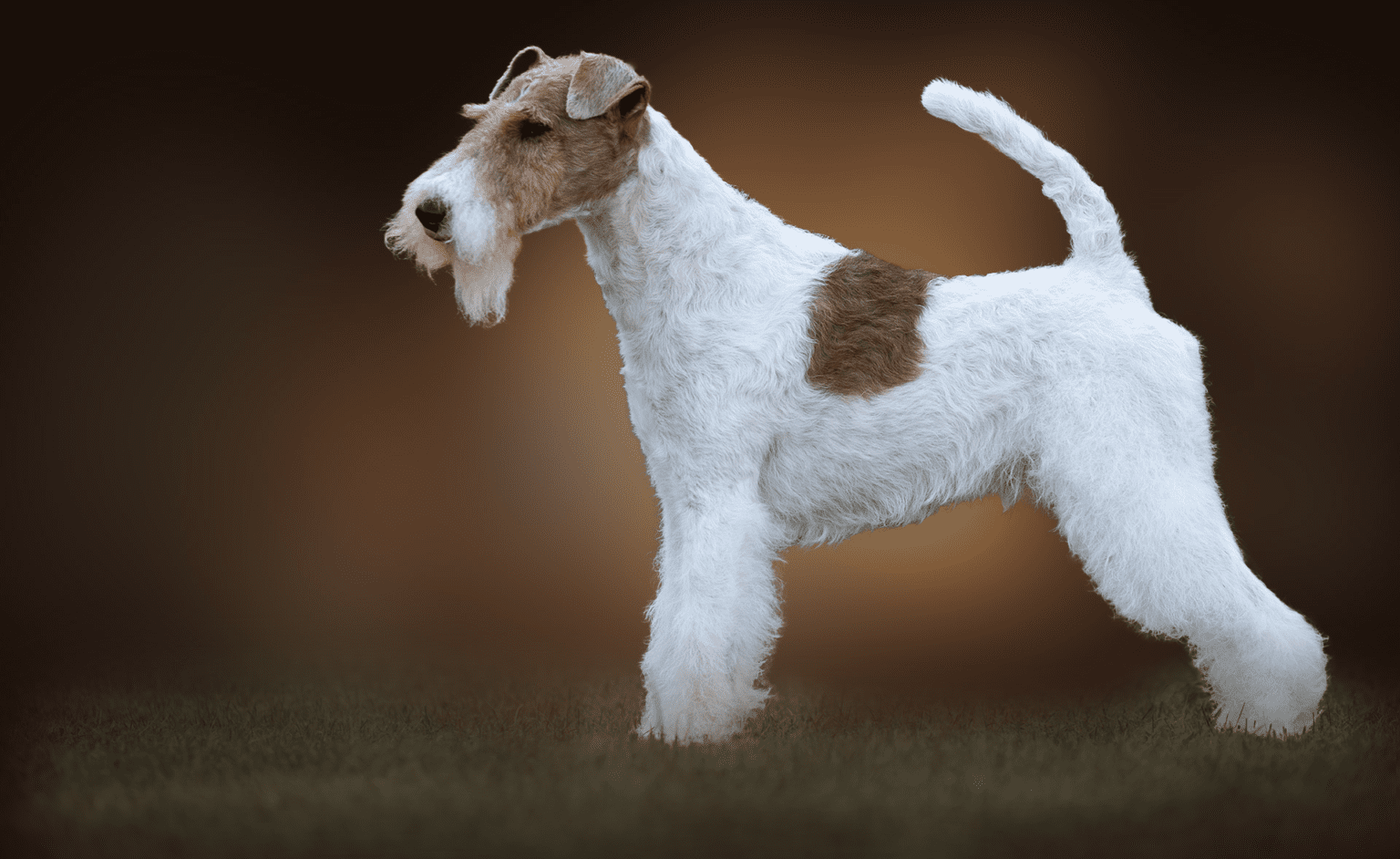 De Foxterriers – Nederlandse Foxterrier Club