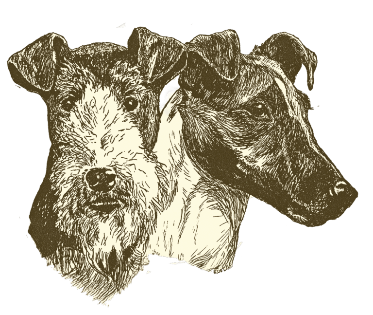 Huishonden Jubileum Clubmatch – Nederlandse Foxterrier Club